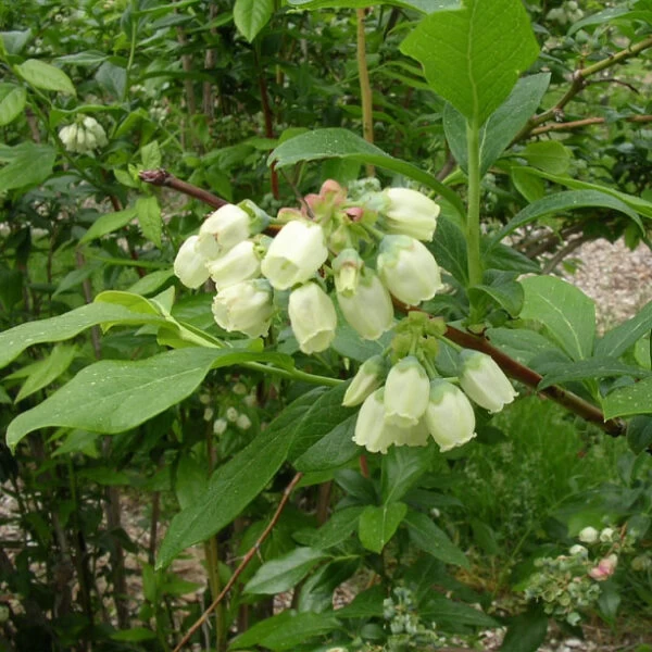 Foraging Blueberry (Northern) – Keeping It Riel