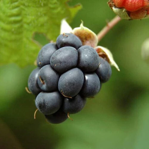 Foraging Dewberry – Keeping It Riel