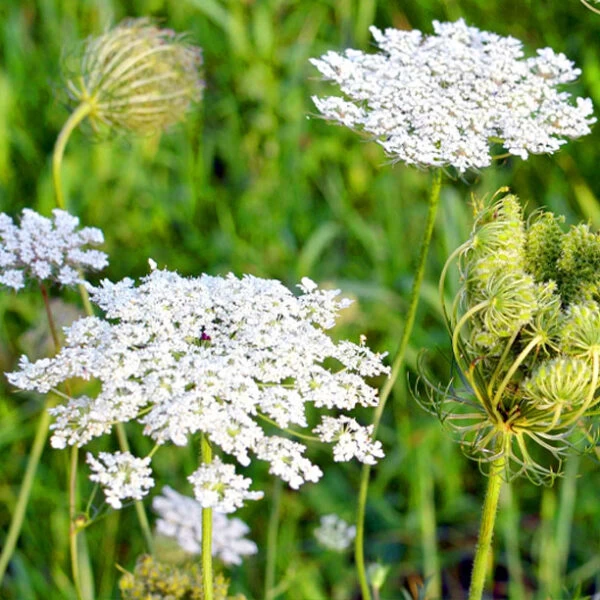 Foraging Queen Anne’s Lace – Keeping It Riel