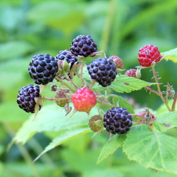 Foraging Raspberry – Keeping It Riel