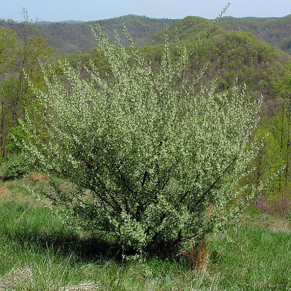 Foraging Autumn Olive – Keeping It Riel