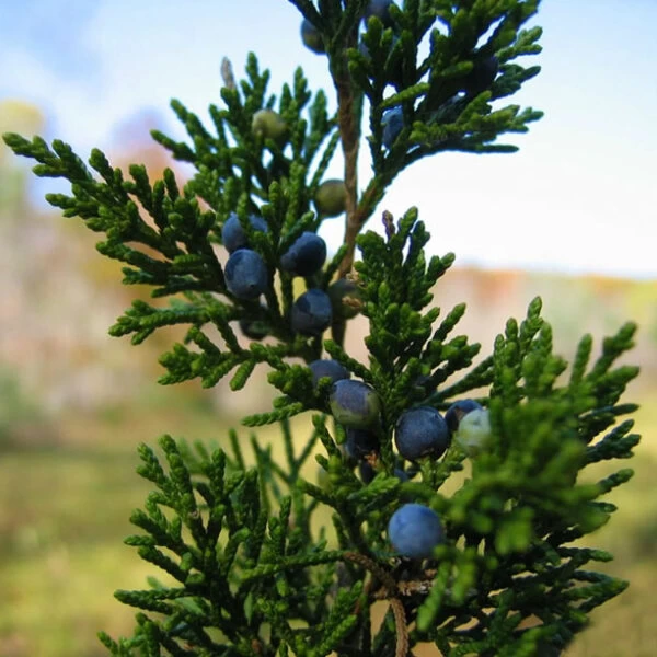 Foraging Eastern Red Cedar – Keeping It Riel